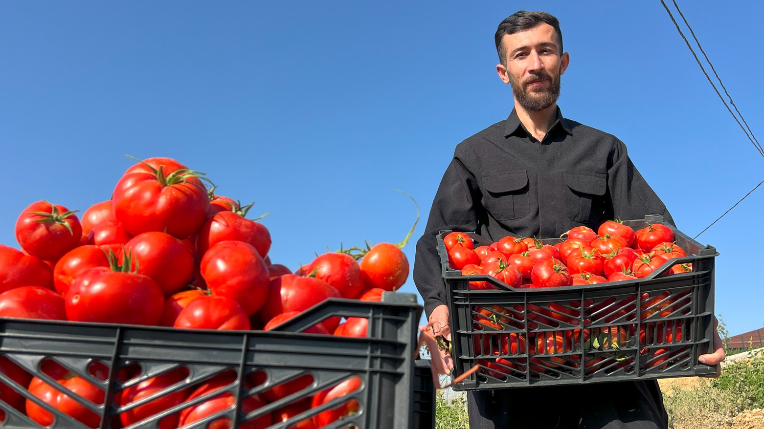 Penjwen tomatoes boost markets across Iraq