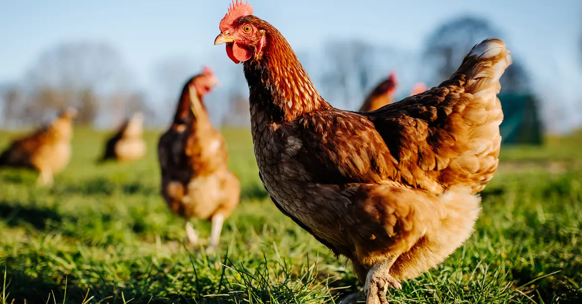 Kurdistan Region preparing to officially export surplus live chickens